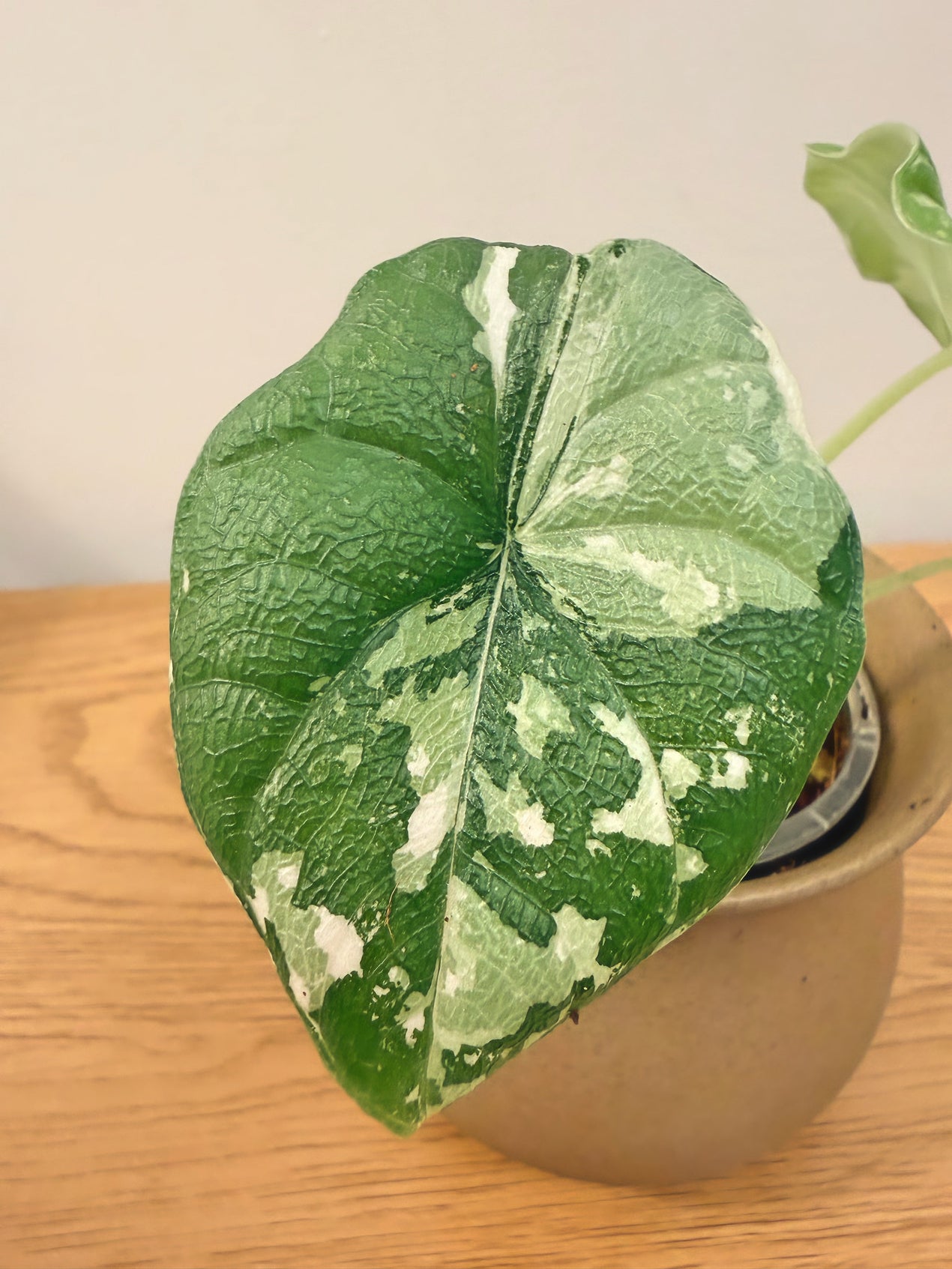 Rare Aroids – Page 2 – WM Rare Plant Shop