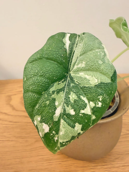 Rare Aroids – Page 3 – WM Rare Plant Shop