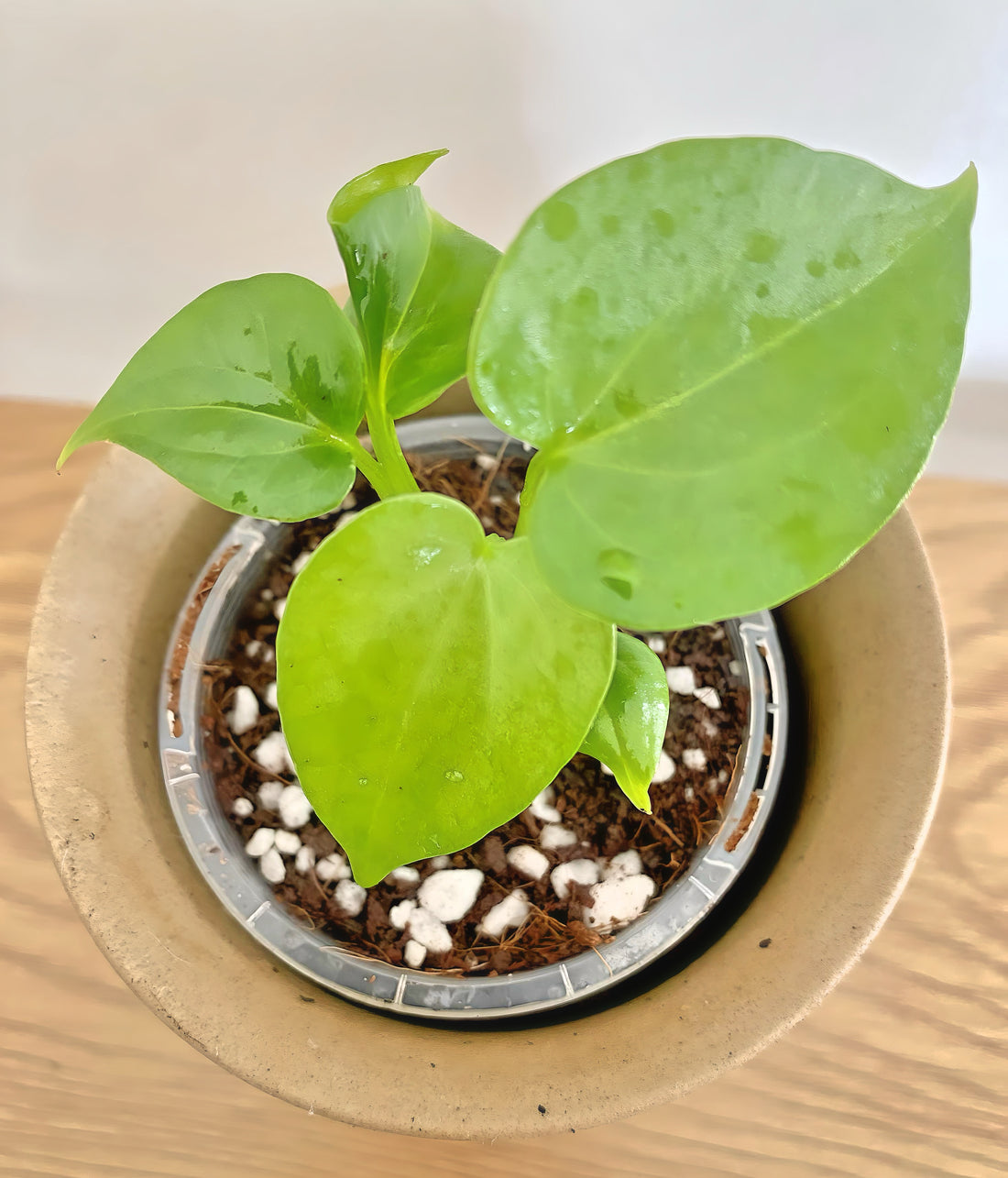 Anthurium Delta Force – WM Rare Plant Shop