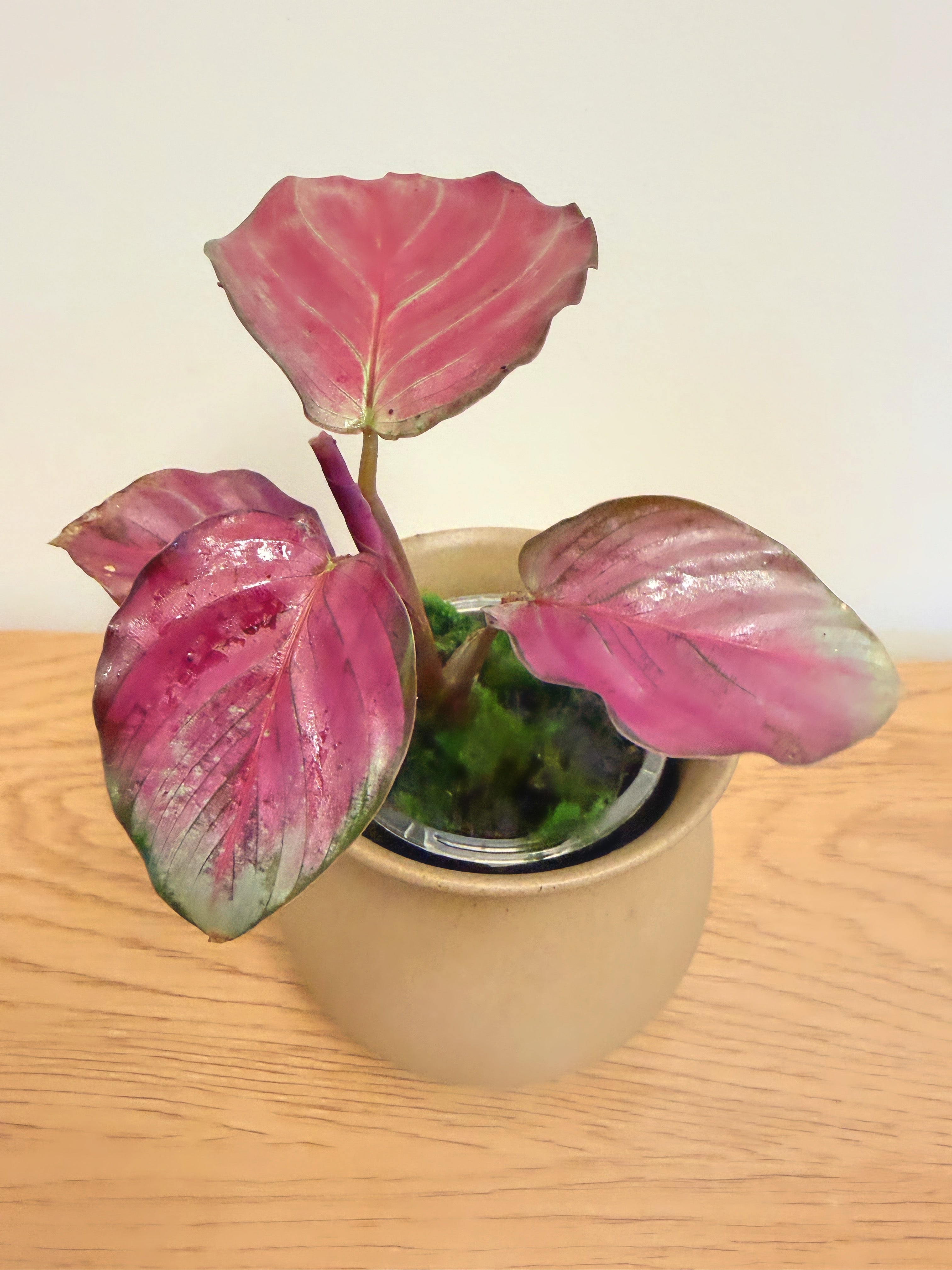 Calathea Silver Plate – WM Rare Plant Shop