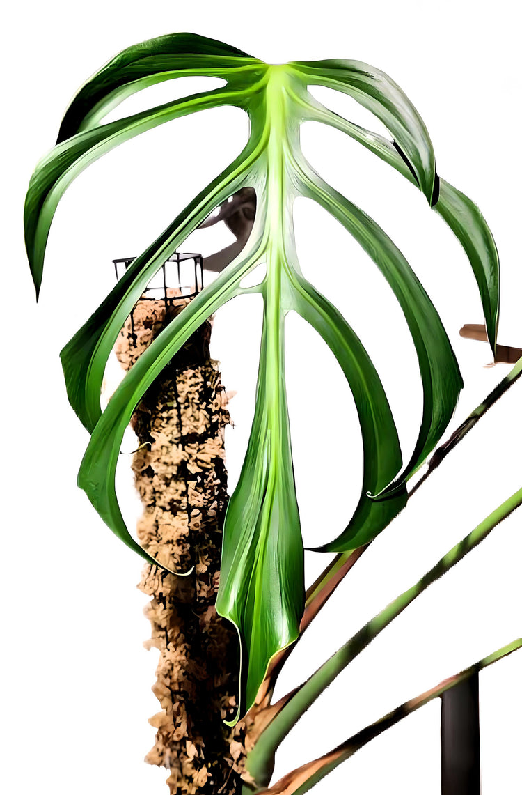Monstera Burle Marx Flame – WM Rare Plant Shop